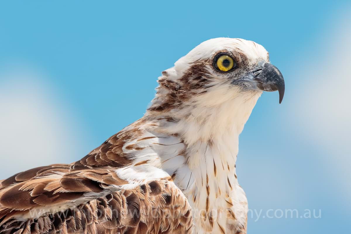 Into The Wild Photography | Bird Photography | Hervey Bay Fraser Island
